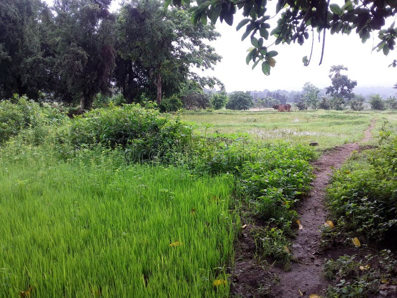 Rainy stock photo. Image of rainy, inside, season, india - 119844930