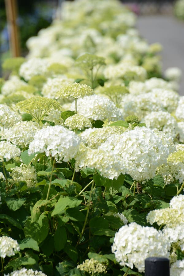 Seasonal Blooming Hydrangea Stock Image - Image of colorful, beautiful ...