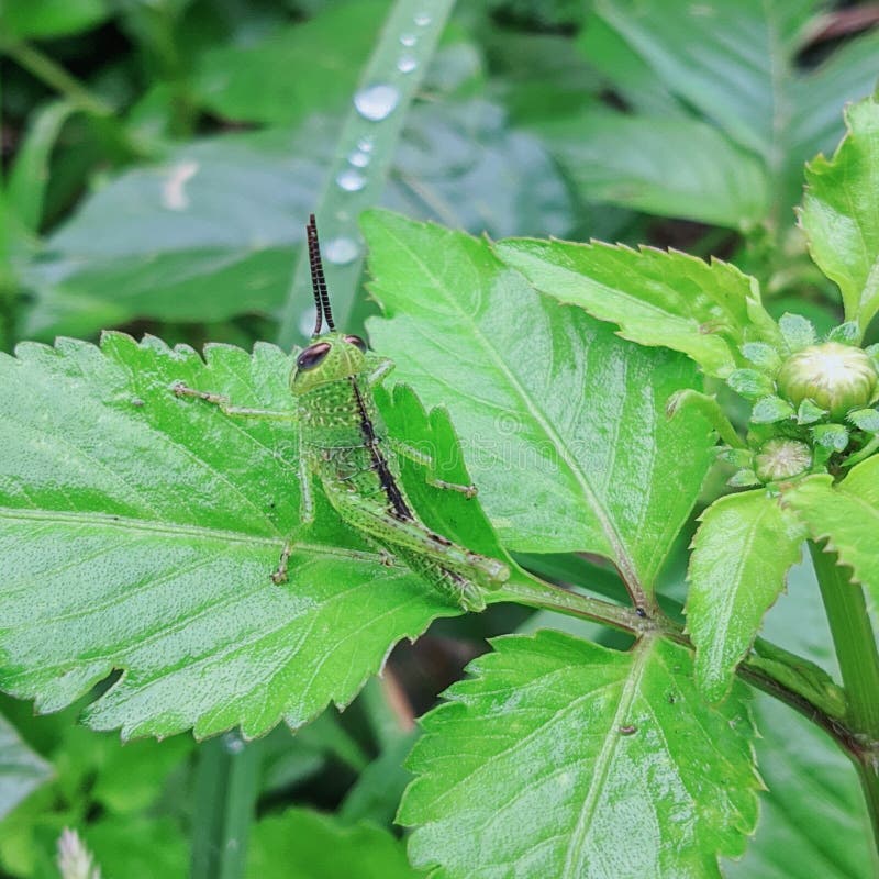 In the Rainy Season There are Lots of Grasshoppers Stock Image - Image ...