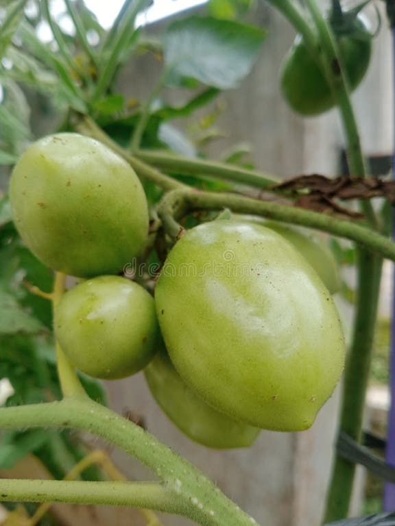 Rainy season tomatoes stock image. Image of time, java - 267542147