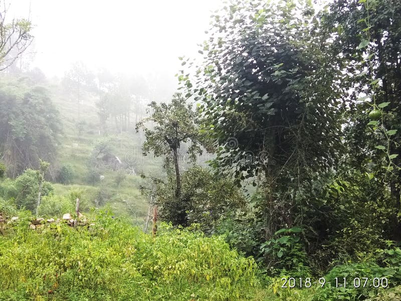 175 Almora Trees Stock Photos - Free & Royalty-Free Stock Photos from ...