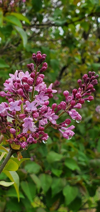 Rainy Spring Blossoms of Lilac Trees Stock Photo - Image of branch ...