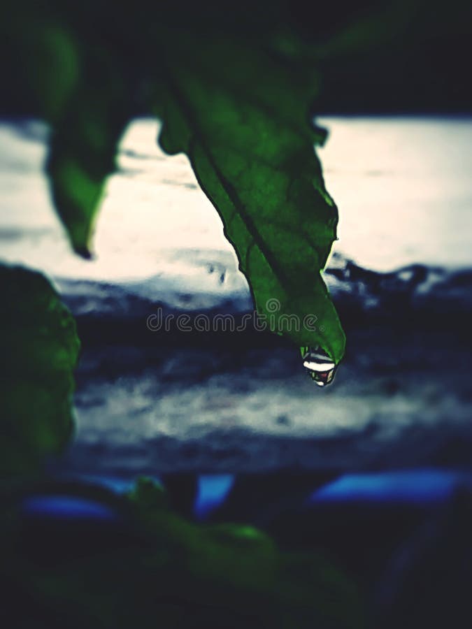 Rainy Water Drops Falling from Leaves at Home Garden Stock Photo ...