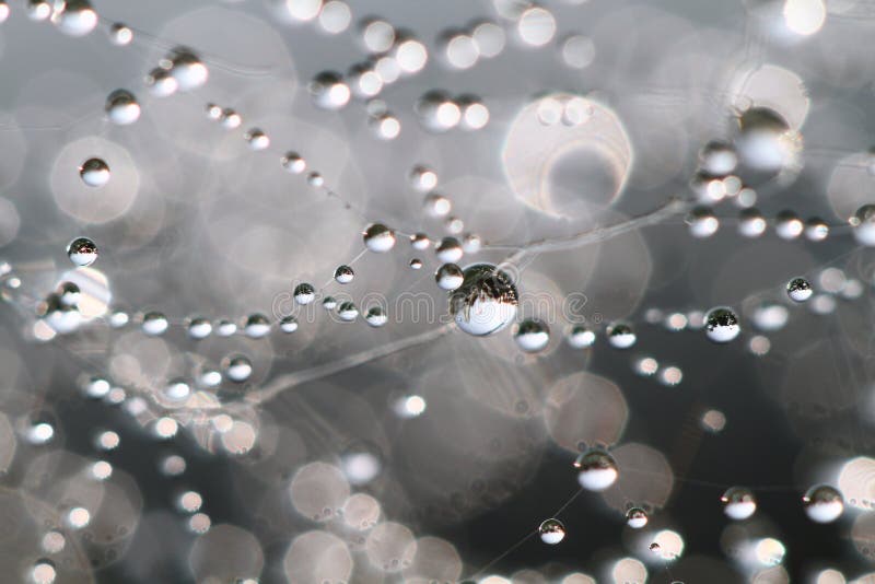 Mushroom in forest stock image. Image of leave, wood - 22468043