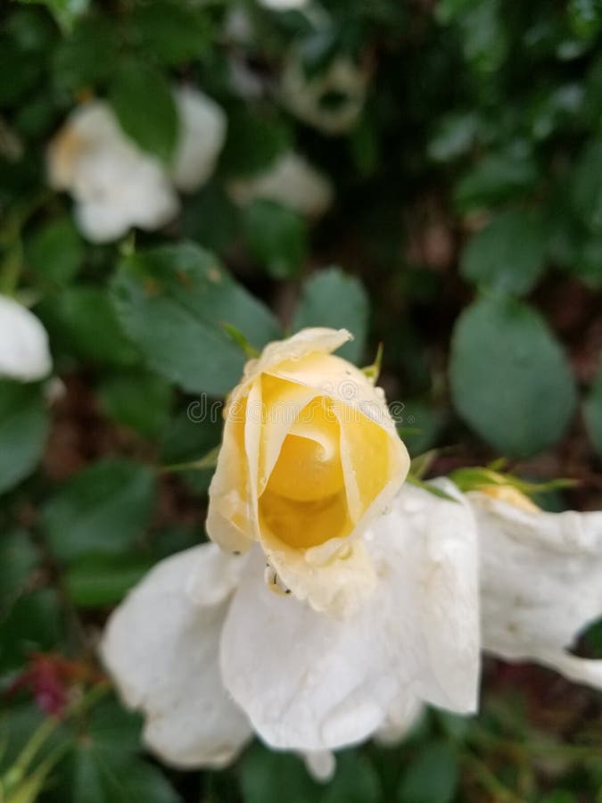 Rainy rose leaves stock photo. Image of leaf, drops, damp - 1179236