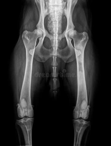 Radiografia Da Anca E Do Fémur De Um Cão, Com Sinais De Panosteíte Nos ...