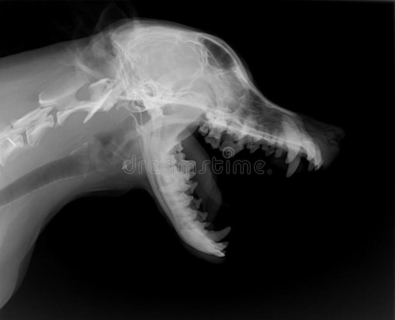 Radiografia Da Anca E Do Fémur De Um Cão, Com Sinais De Panosteíte Nos ...