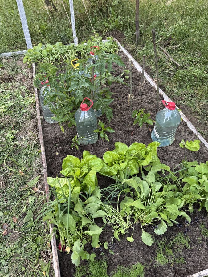 A Raised Bed with Various Crops. the Bed is Weeded, Weeds Removed ...