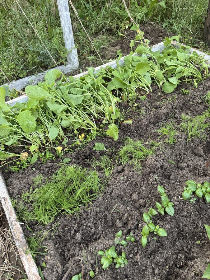 A Raised Bed with Various Crops. the Bed is Weeded, Weeds Removed ...