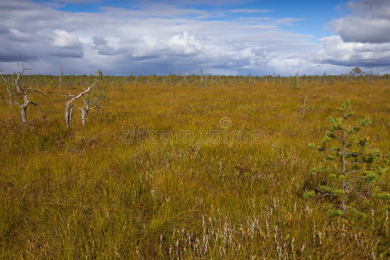 Raised Bog with Rare Pine Trees Stock Image - Image of blue, nature ...