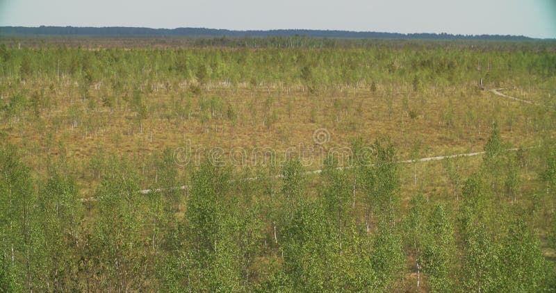 Raised Bogs, Also Called Ombrotrophic Bogs. Raised Bogs with Birch ...