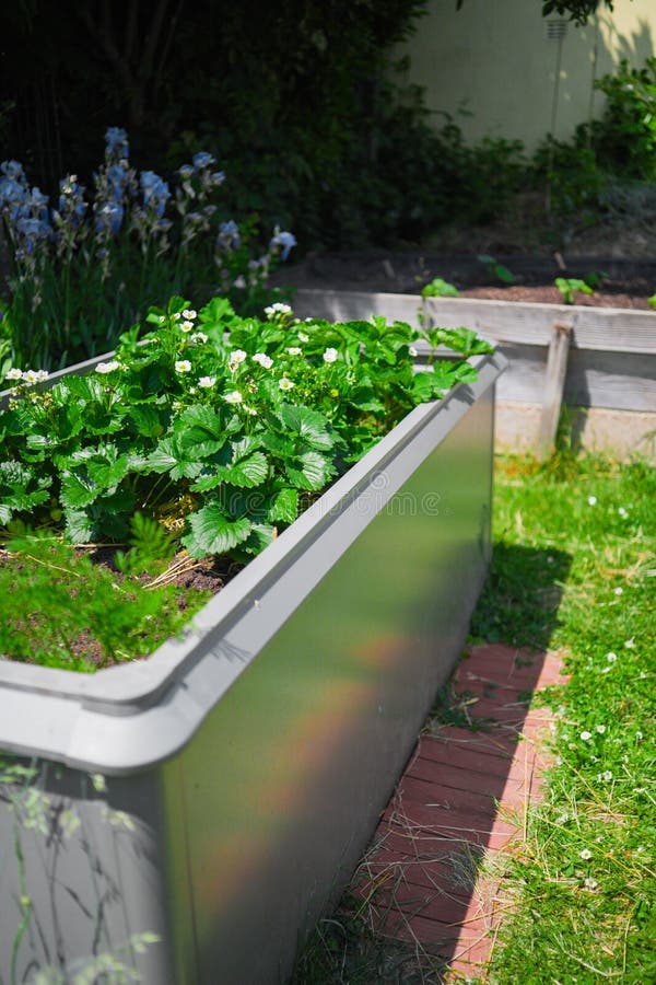 Raised Garden Bed with Green Strawberry Bush in a Garden Environment ...