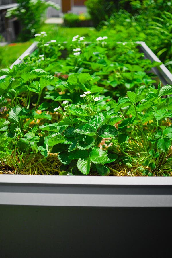 Raised Garden Bed with Green Strawberry Bush in a Garden Environment ...