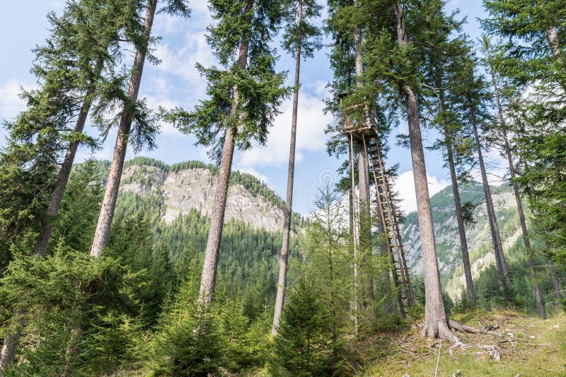 Raised Hide in a Forest, Austria Stock Photo - Image of adventure ...