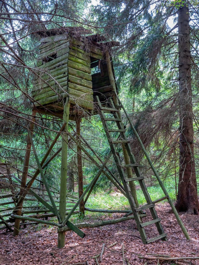 A Raised Hide between the Trees with Sunbeams in the Woods Stock Photo ...