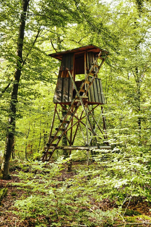 Raised hide in forest stock image. Image of hunting - 257723375 Raised hide in forest stock image. Image of hunting - 257723375