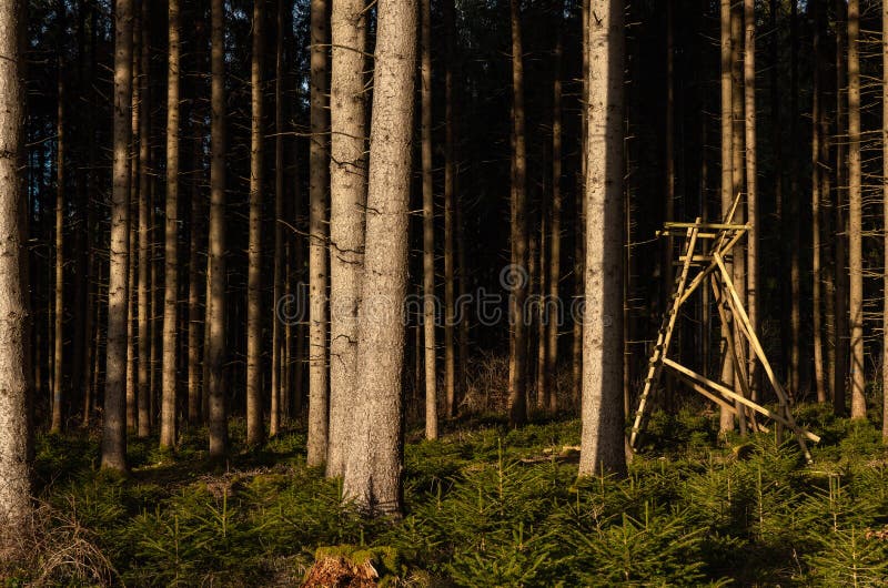 A Raised Hide and Trees at the Edge of the Forest Stock Photo - Image ...