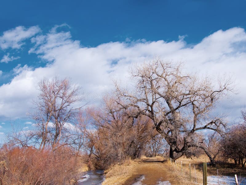 Raised Path and Bare Trees stock image. Image of cottonwood - 12863661