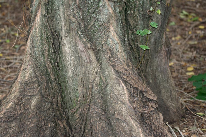 Raised Tree Bark at the Roots of a Tree Stock Image - Image of nature ...