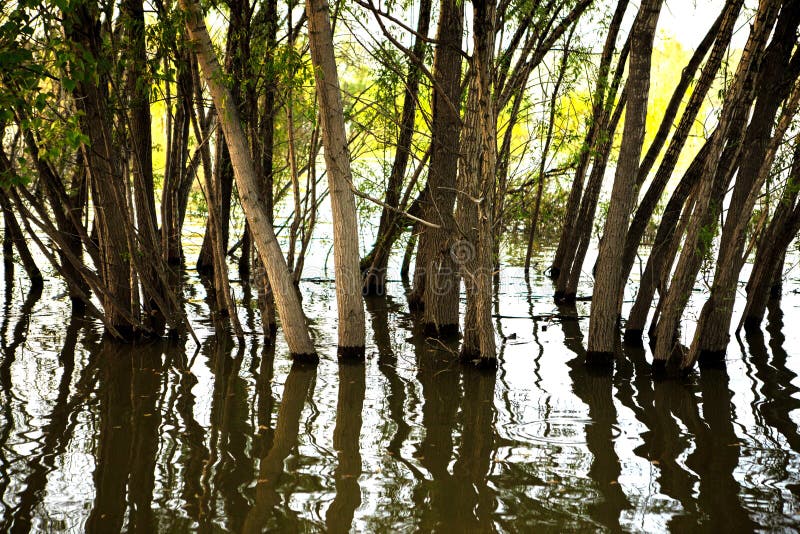 Raised Water Level in the River. Reflection of Trees in the Water Stock ...