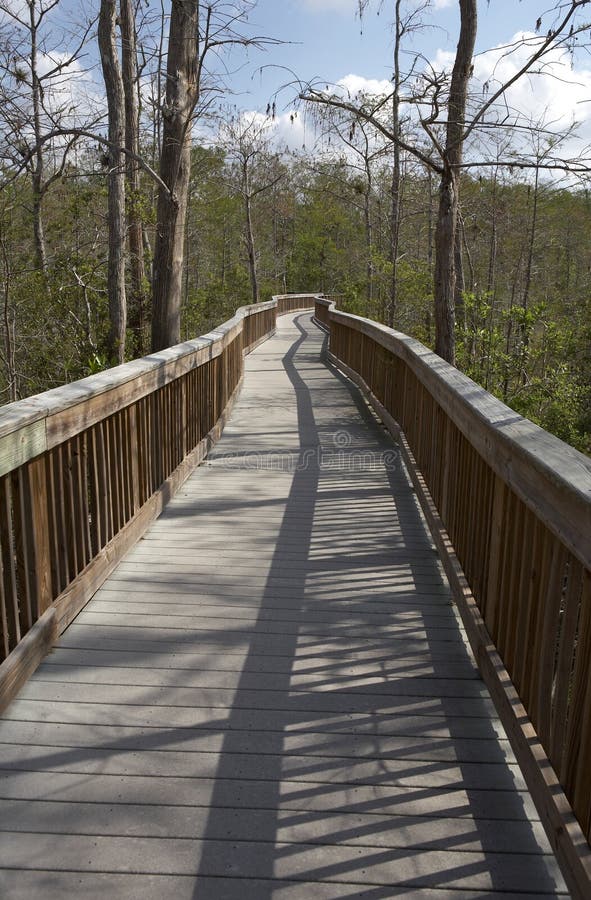 Florida Boardwalk stock photo. Image of pine, wood, orlando - 42719024