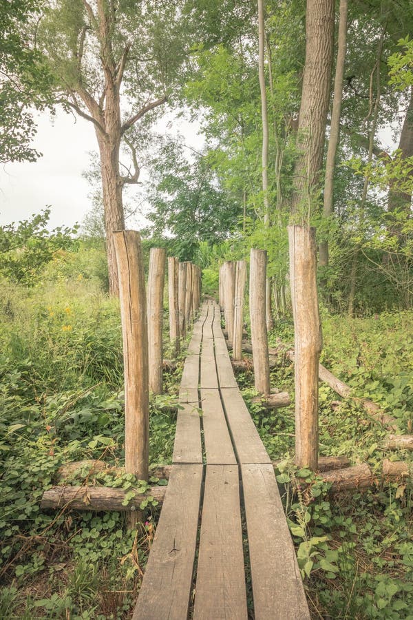 Raised Wooden Path or Walkway Stock Image - Image of path, growth ...