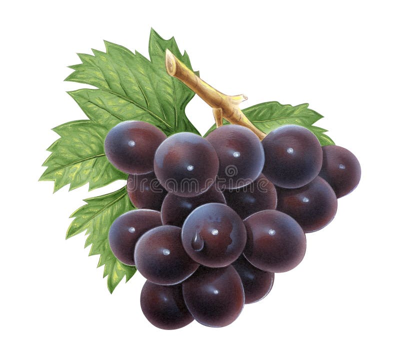 Raisin illustration stock. Illustration du raisin, vitamines - 24505899