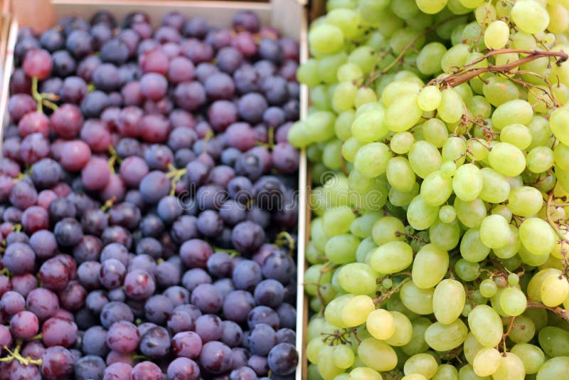 Raisin Blanc Et Noir D'automne Photo stock - Image du vivacité ...