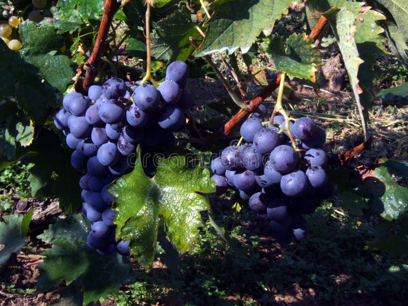 Les Jacinthes De Raisin Bleues Dans La Neige, Muscari Fleurit Image ...