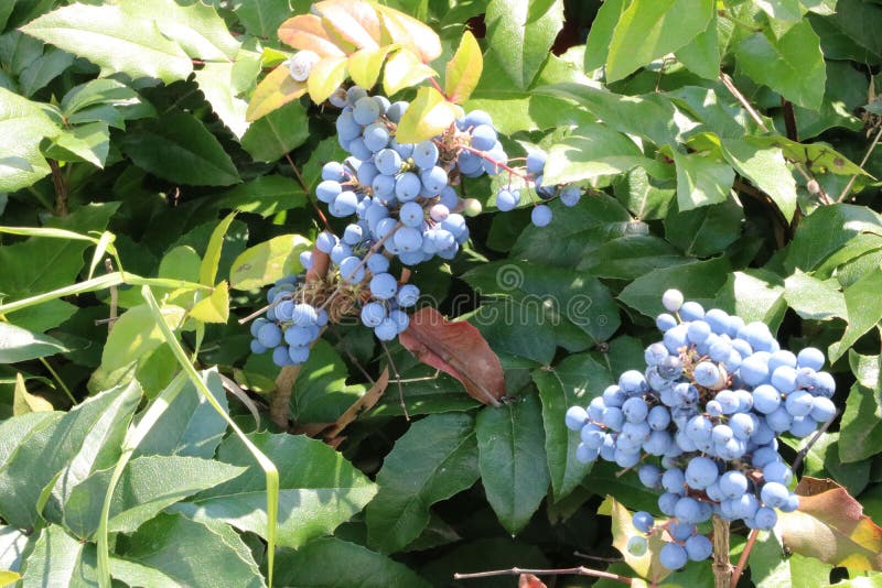 Raisin bleu sauvage image stock. Image du batterie, automne - 79847187
