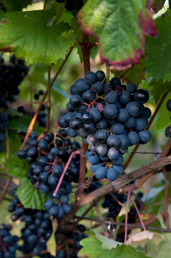 Raisin Noir Sur La Vigne De Canne Avec Le Leafe. D'isolement Image ...