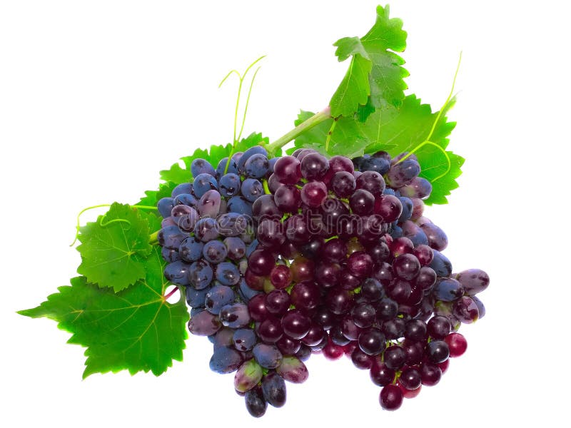 Raisin Noir Sur La Vigne De Canne Avec Le Leafe. D'isolement Image ...