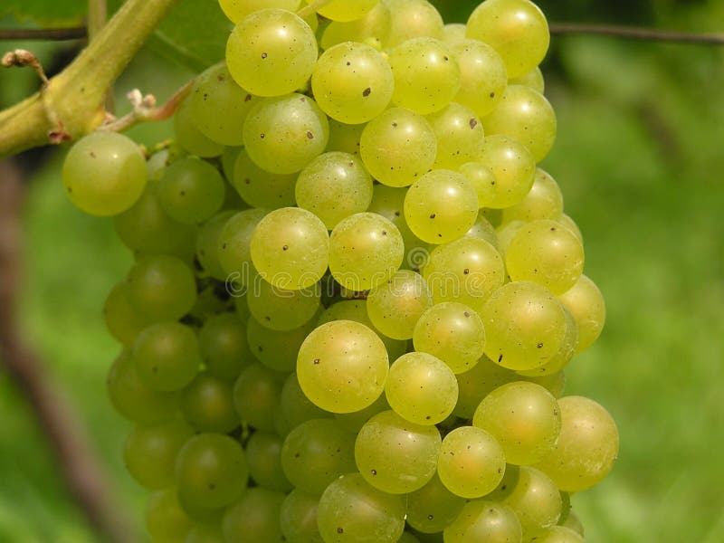 Raisin vert image stock. Image du fond, moisson, lame - 9019015
