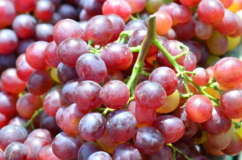 Raisin violet image stock. Image du toujours, raisin - 45385701