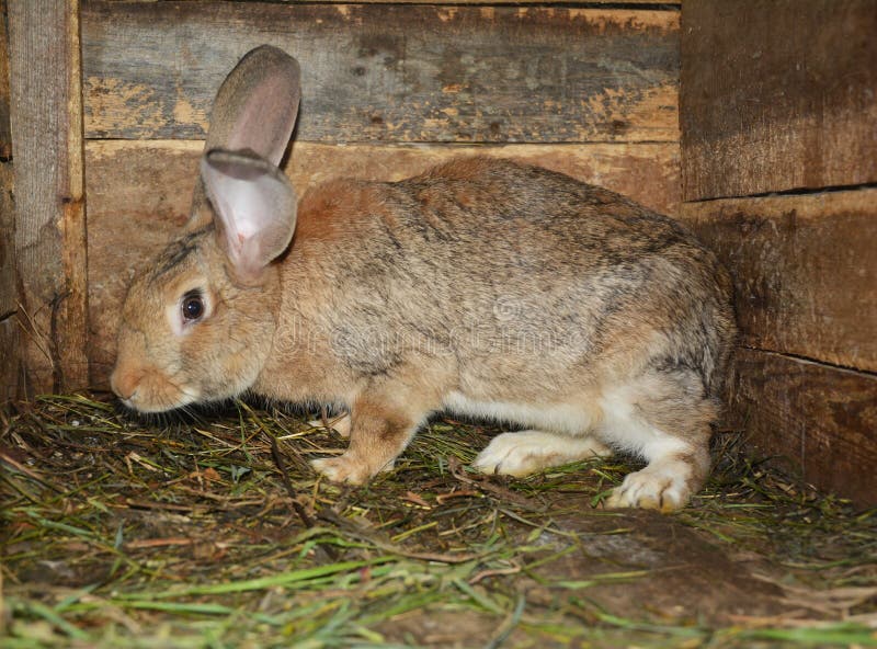 Small Rabbit Farming. Feeding Rabbits Stock Photo - Image of cuddly ...