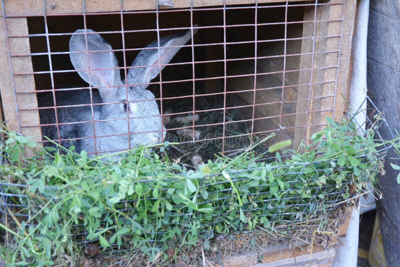 Small Rabbit Farming. Feeding Rabbits Stock Photo - Image of cuddly ...