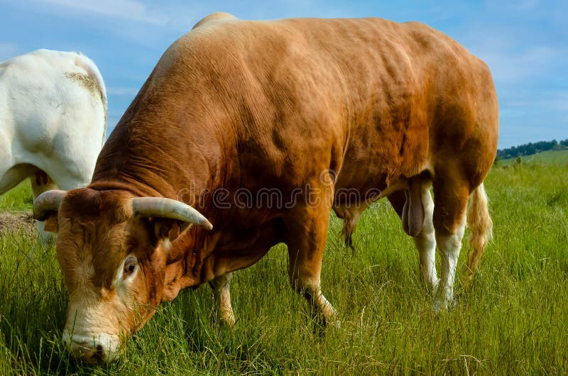 Magnificent Bull in a Cattle Farm for Meat Stock Photo - Image of ...