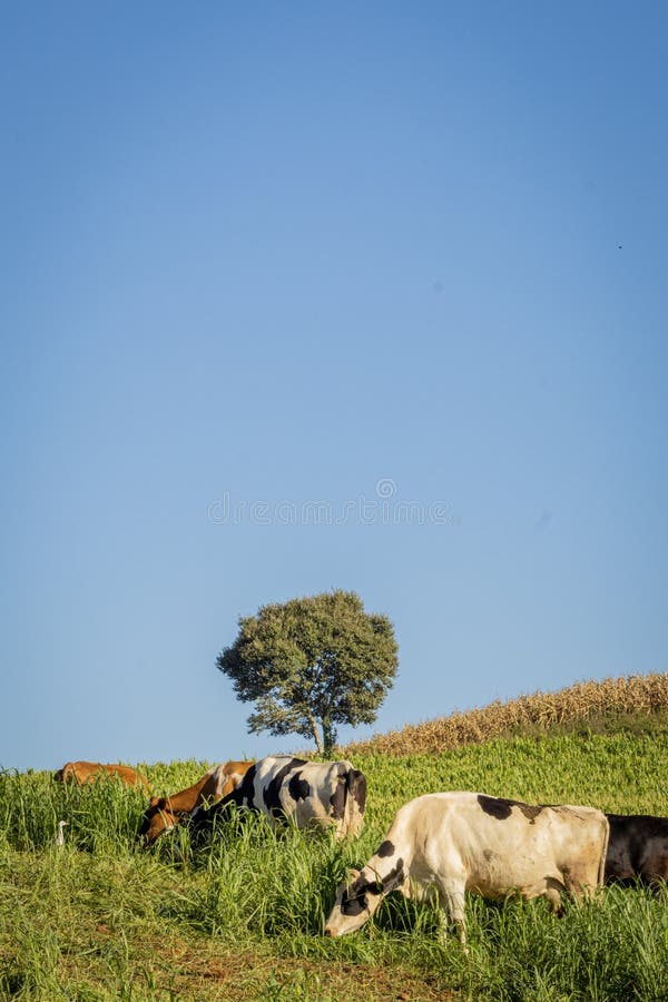 Raising Dairy Cattle, Feeding in the Field Stock Image - Image of ...