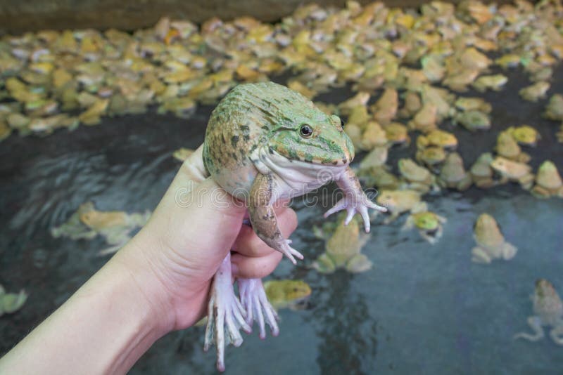 The raising frogs in pond stock image. Image of pattern - 78905001