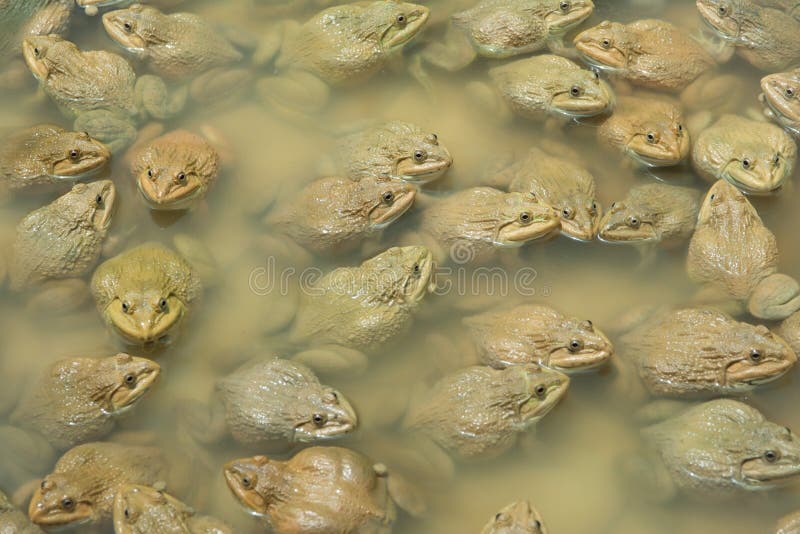 The raising frogs in pond stock image. Image of food - 58900499