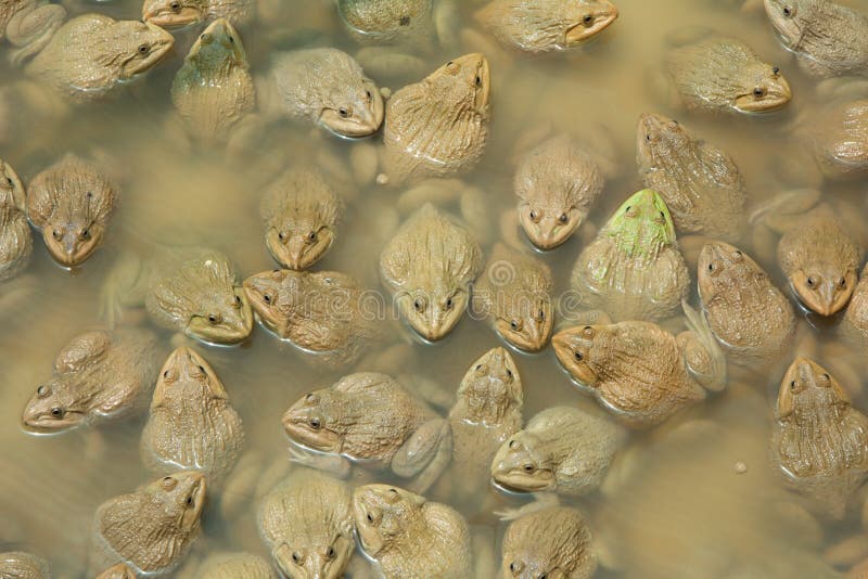 The raising frogs in pond stock image. Image of pond - 58900537