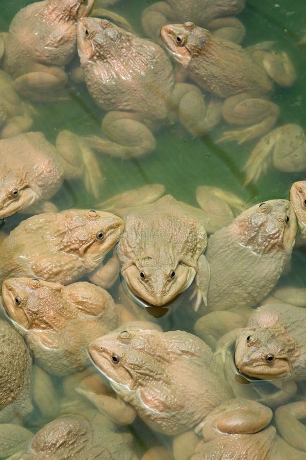 The raising frogs in pond stock photo. Image of brown - 58902280