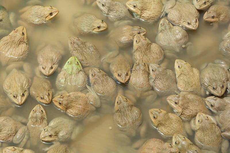 The raising frogs in pond stock photo. Image of close - 58902376
