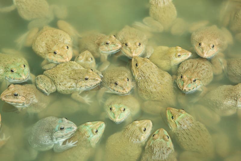 The raising frogs in pond stock photo. Image of nature - 77397908