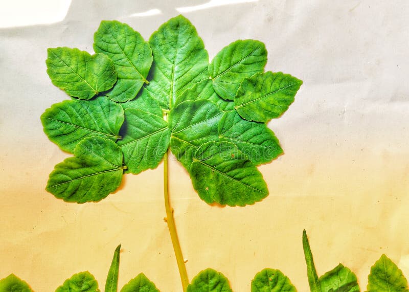 Raising Green Plant, it S Design. Stock Image - Image of herb, leaf ...