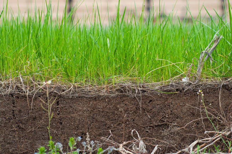 Raising the Ground Level and Planting a Fresh Lawn Stock Photo - Image ...