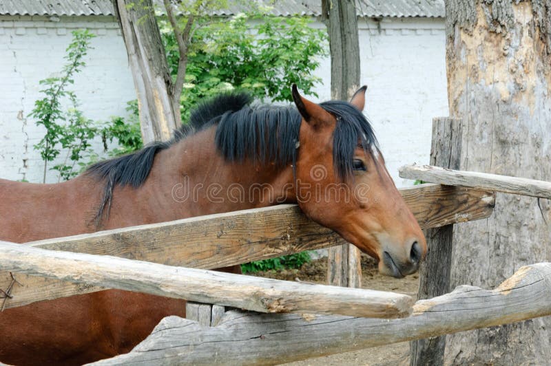 Raising Horses on a Rural Farm Stock Image - Image of rural, snow ...