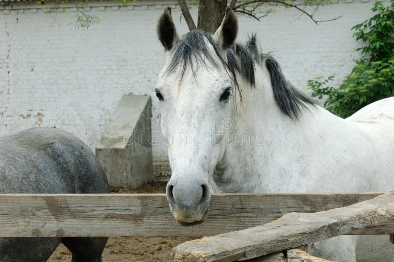 Raising Horses on a Rural Farm Stock Image - Image of farm, love: 183567685