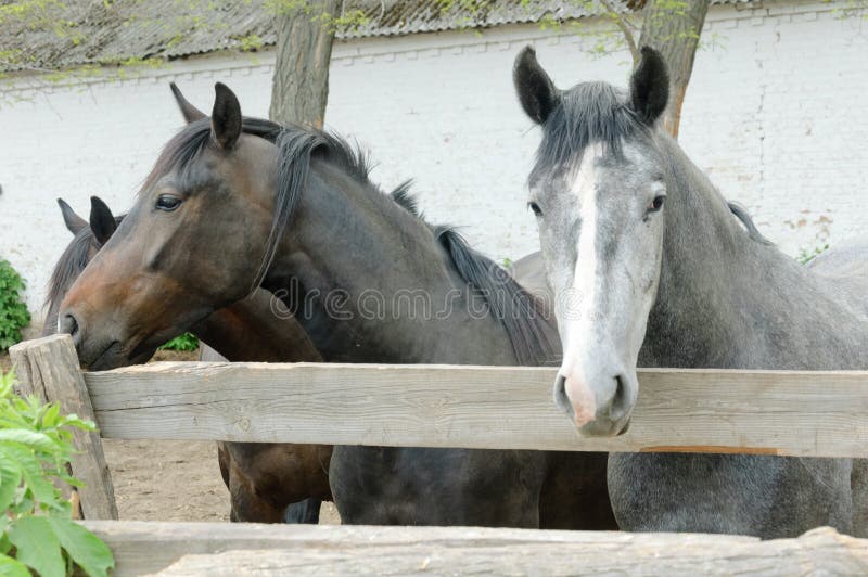 Raising Horses on a Rural Farm Stock Photo - Image of winter, nature ...