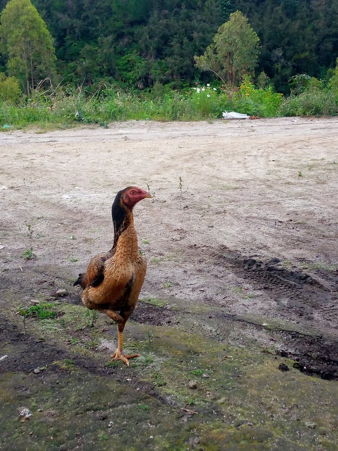 Raising Native Chickens As Laying Eggs Pe. Stock Photo - Image of eggs ...